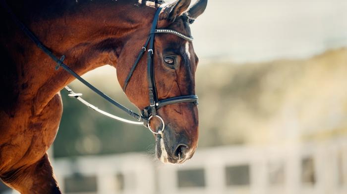 ECVM beim Pferd: Ist dein Tier betroffen?